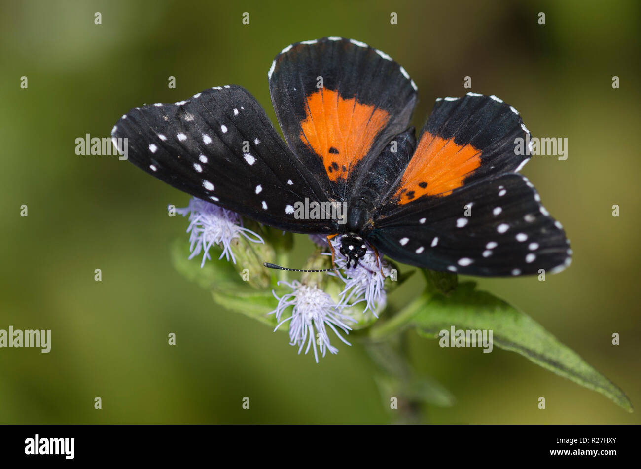 Chlosyne janais crimson patch janais hi-res stock photography and ...