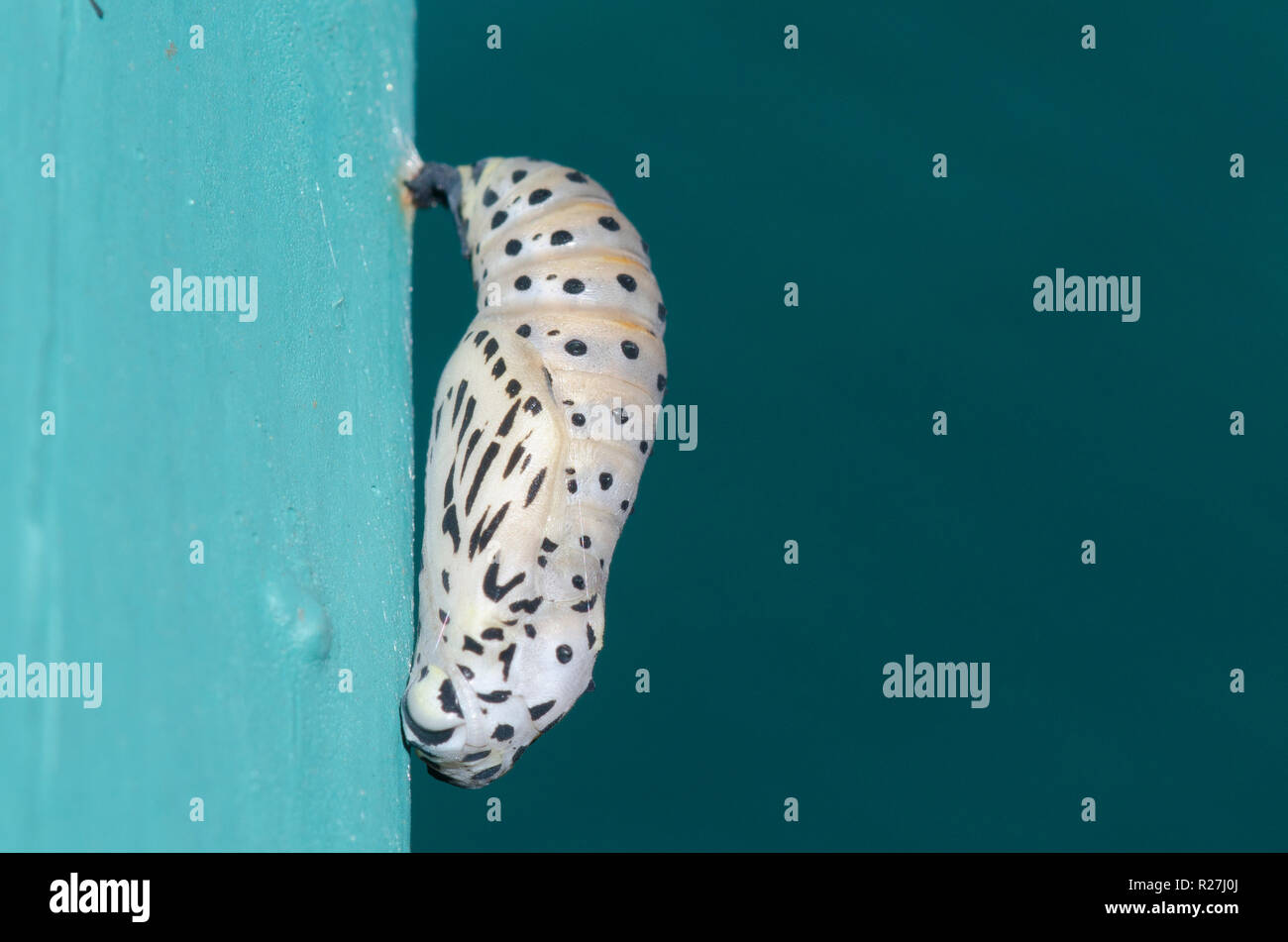 Chrysalis building hi-res stock photography and images - Alamy