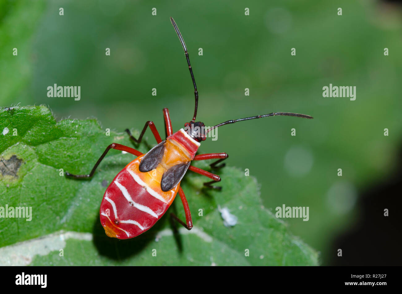 Cotton stainer hi-res stock photography and images - Alamy