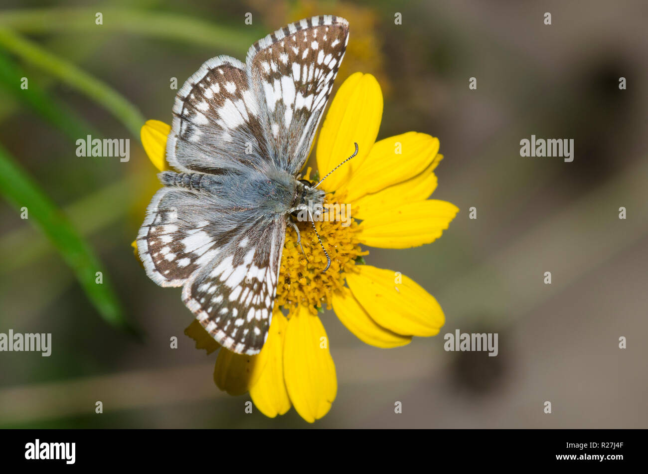 White Checkered-Skipper, Burnsius albezens, male on Skeleton-Leaf ...