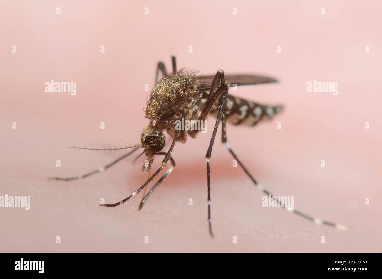 Engorged mosquito hi-res stock photography and images - Alamy