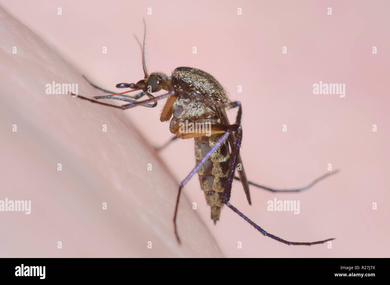 Mosquito, Psorophora cyanescens, female biting human skin and getting ...