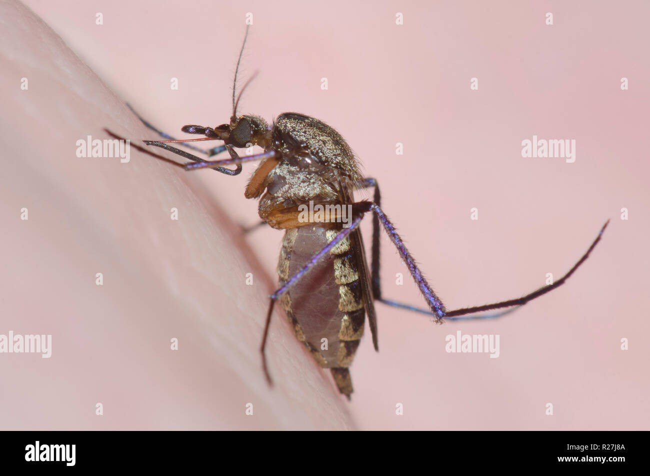 Mosquito, Psorophora cyanescens, female biting human skin and getting ...