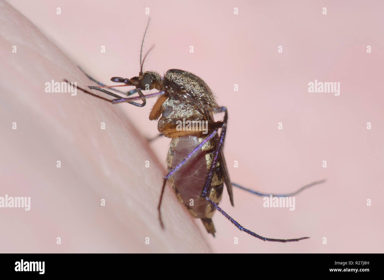 Mosquito, Psorophora cyanescens, female biting human skin and getting ...