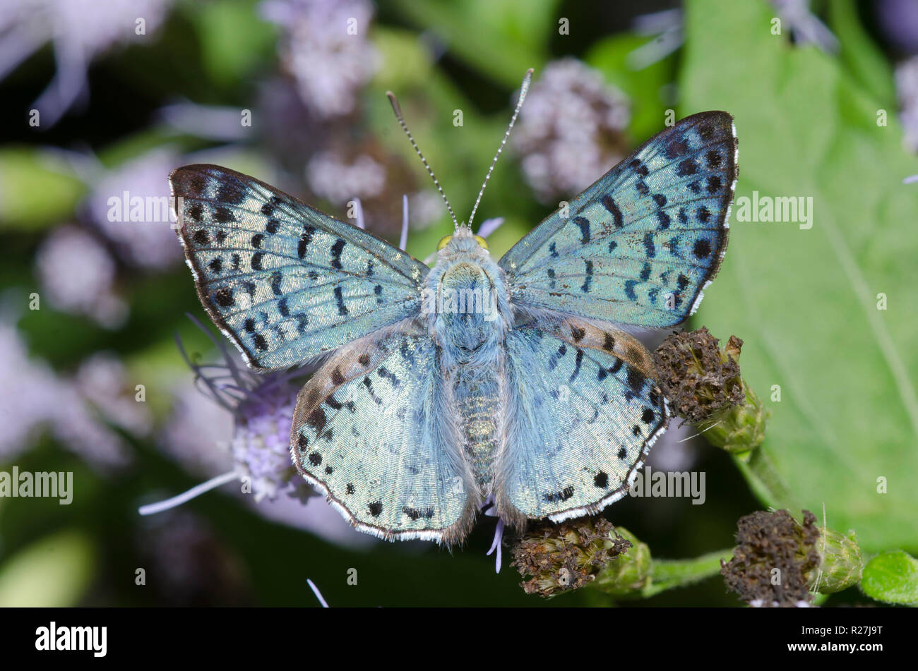 Blue metalmark butterfly hi-res stock photography and images - Alamy