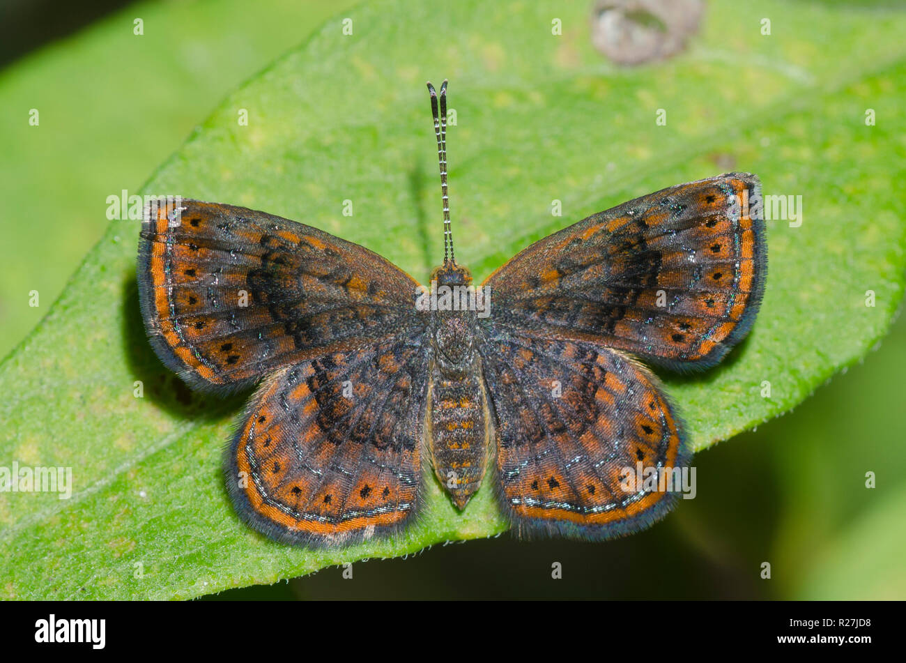 Rounded Metalmark, Calephelis perditalis Stock Photo - Alamy