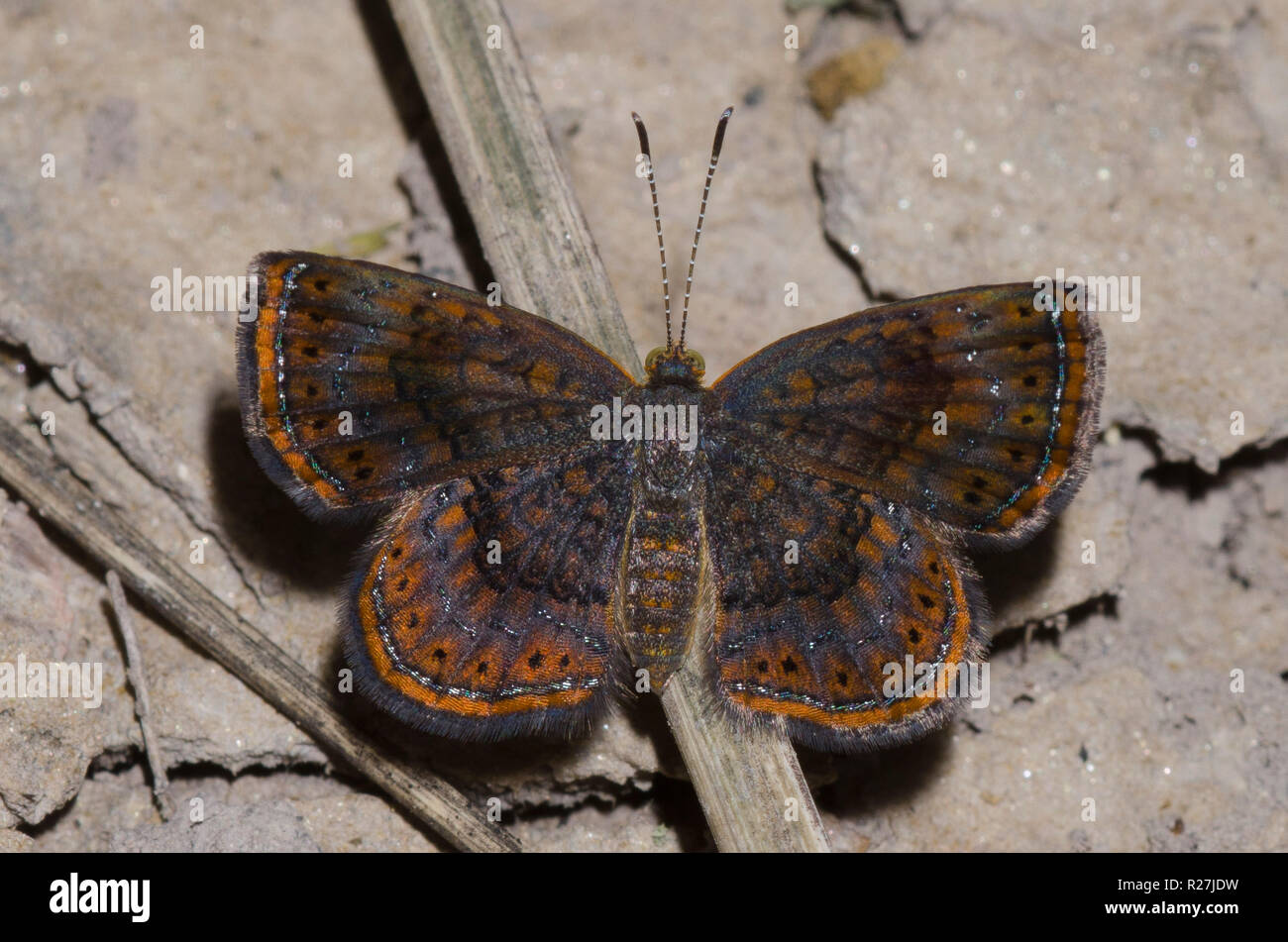 Rounded Metalmark, Calephelis perditalis Stock Photo - Alamy