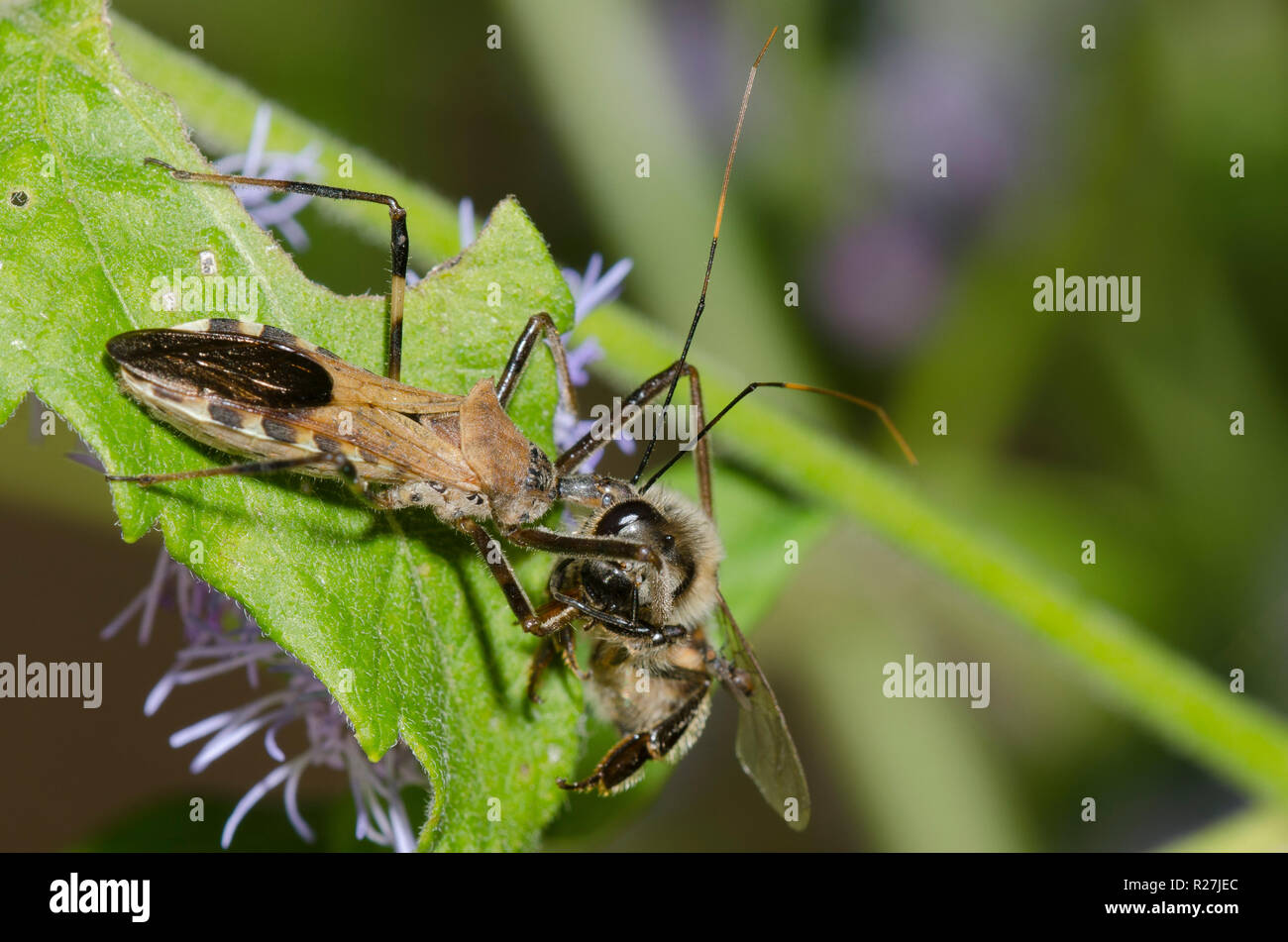 Assassin Bug, Zelus janus, with honey bee, Apis mellifera, prey Stock ...