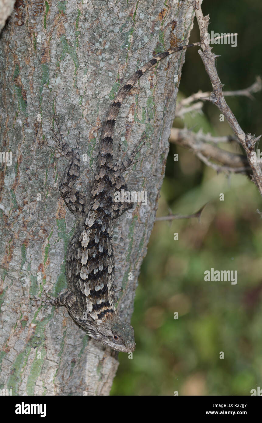 Texas tree lizard hi-res stock photography and images - Alamy