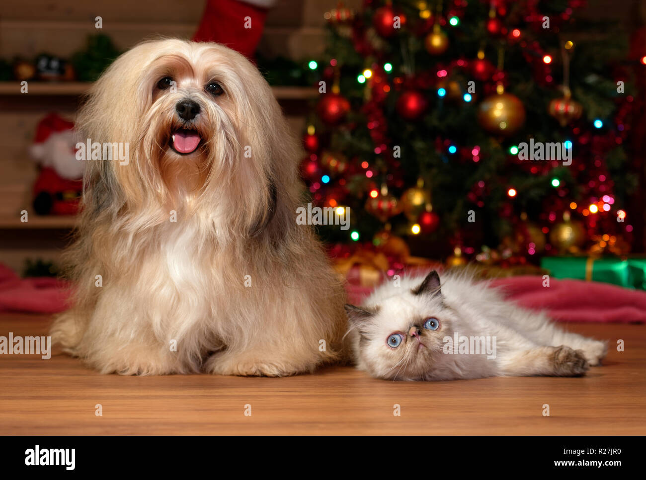 Cheerful Bichon Havanese dog and a colorpoint kitten in front of a ...