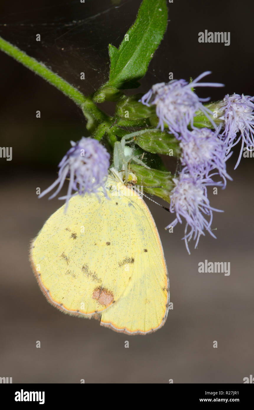 Crab Spider, Family Thomisidae, with Little Yellow, Pyrisitia lisa, on ...