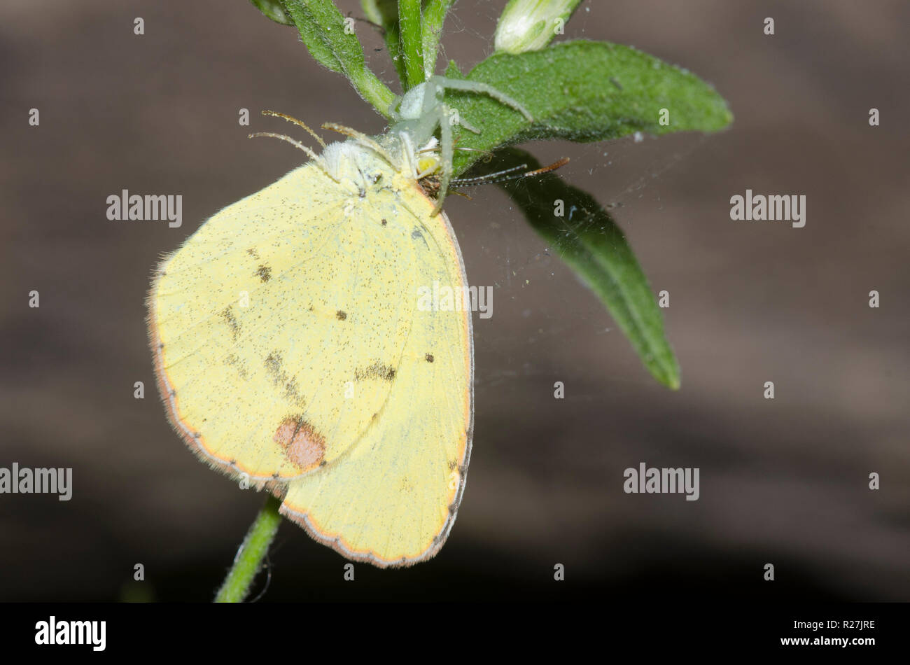 Crab Spider, Family Thomisidae, with Little Yellow, Pyrisitia lisa, on ...