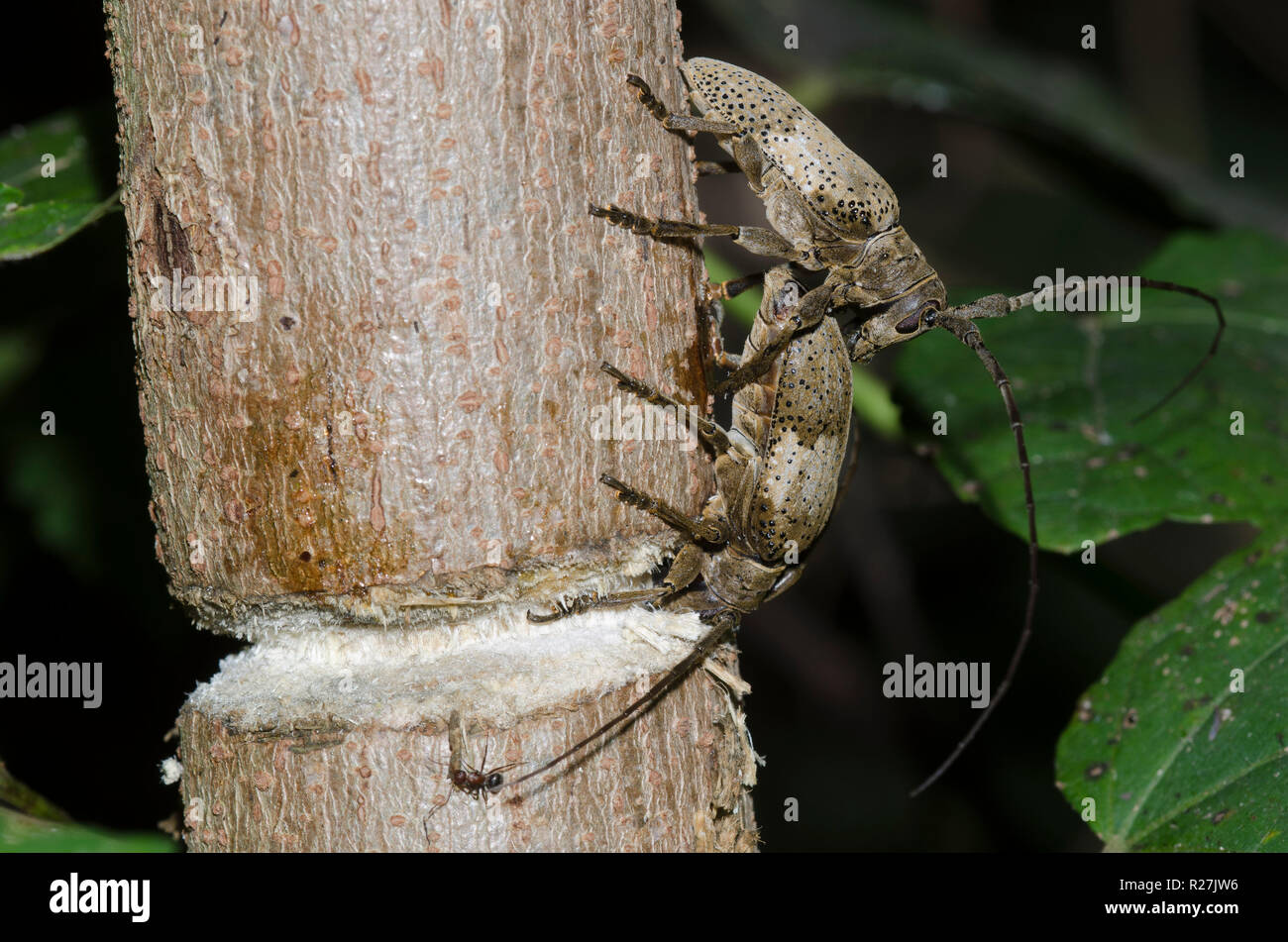 Girdling Stock Photos & Girdling Stock Images - Alamy