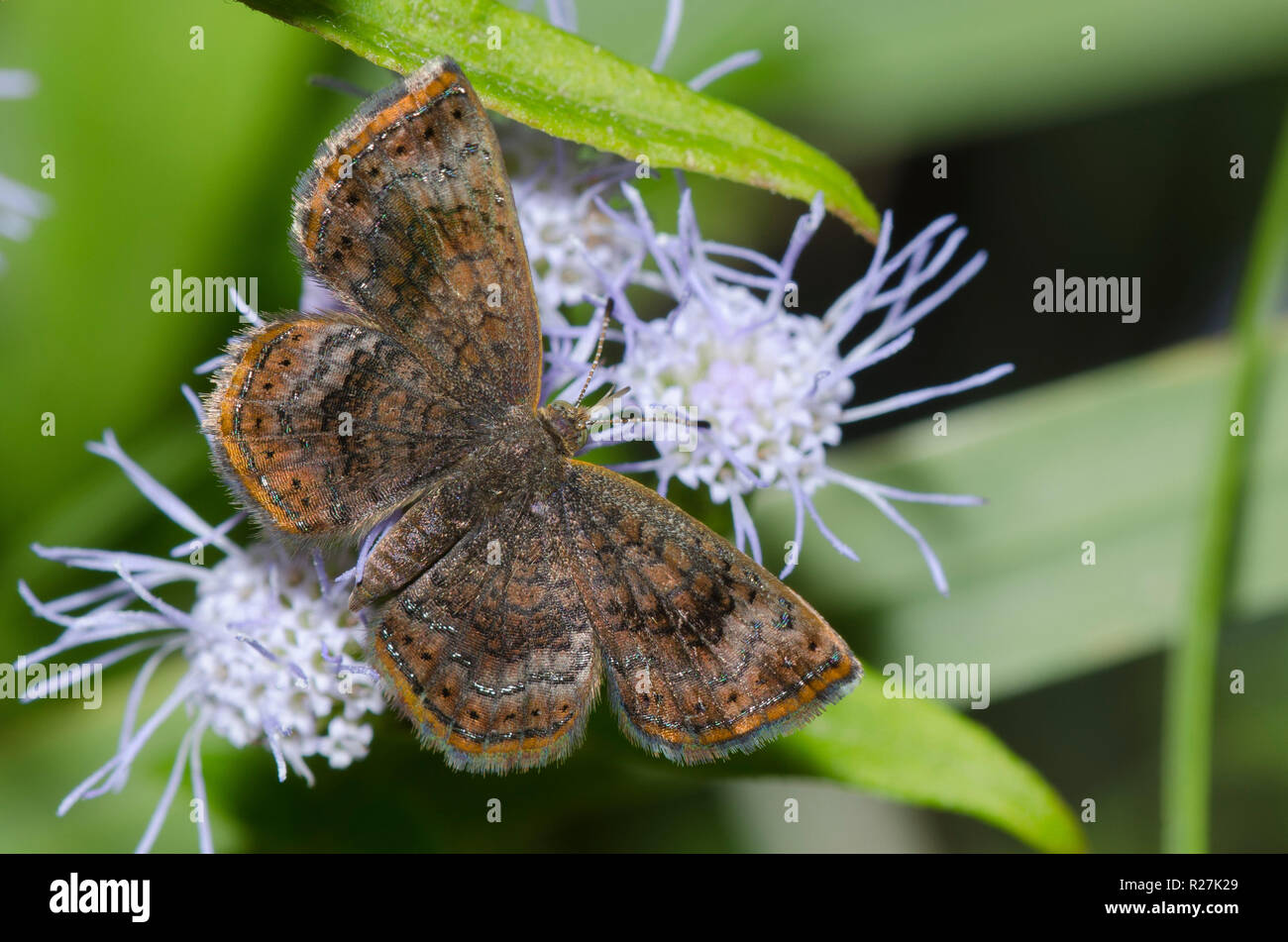 Mist flower hi-res stock photography and images - Alamy