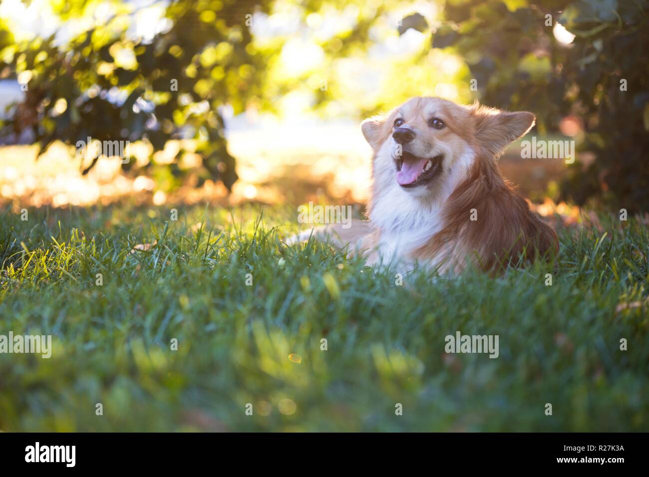 beautiful corgi fluffy close up portrait at the outdoor. autumn Stock ...