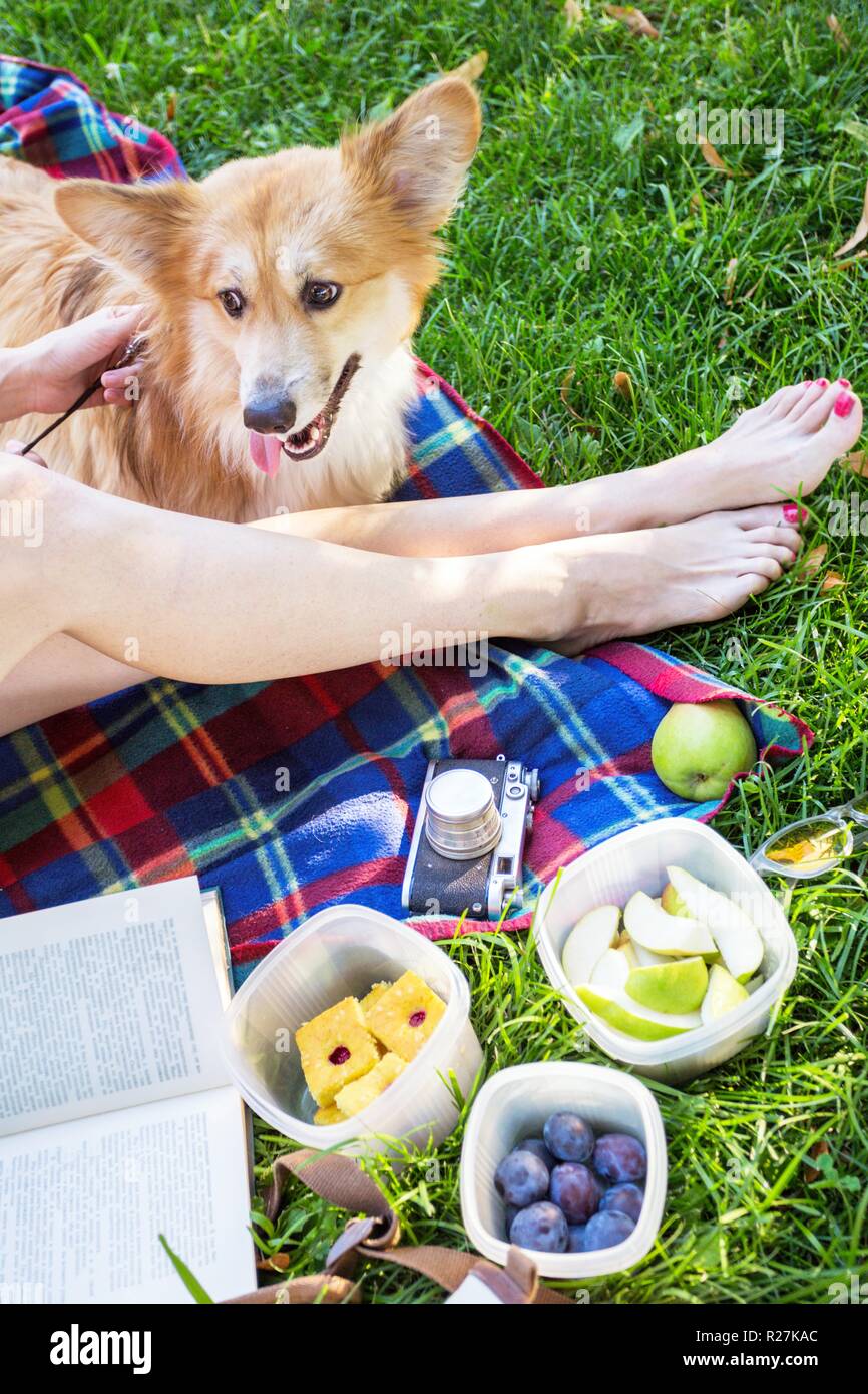 Summer and happy fun holidays - - picnic in the park. girl with a dog ...