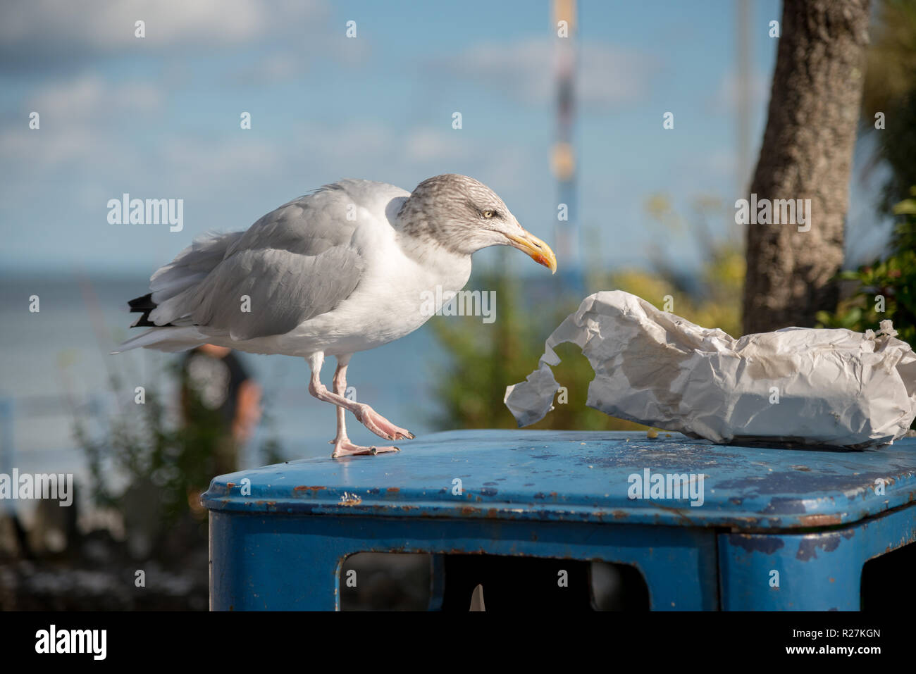 Litter littering wrapper hi-res stock photography and images - Alamy
