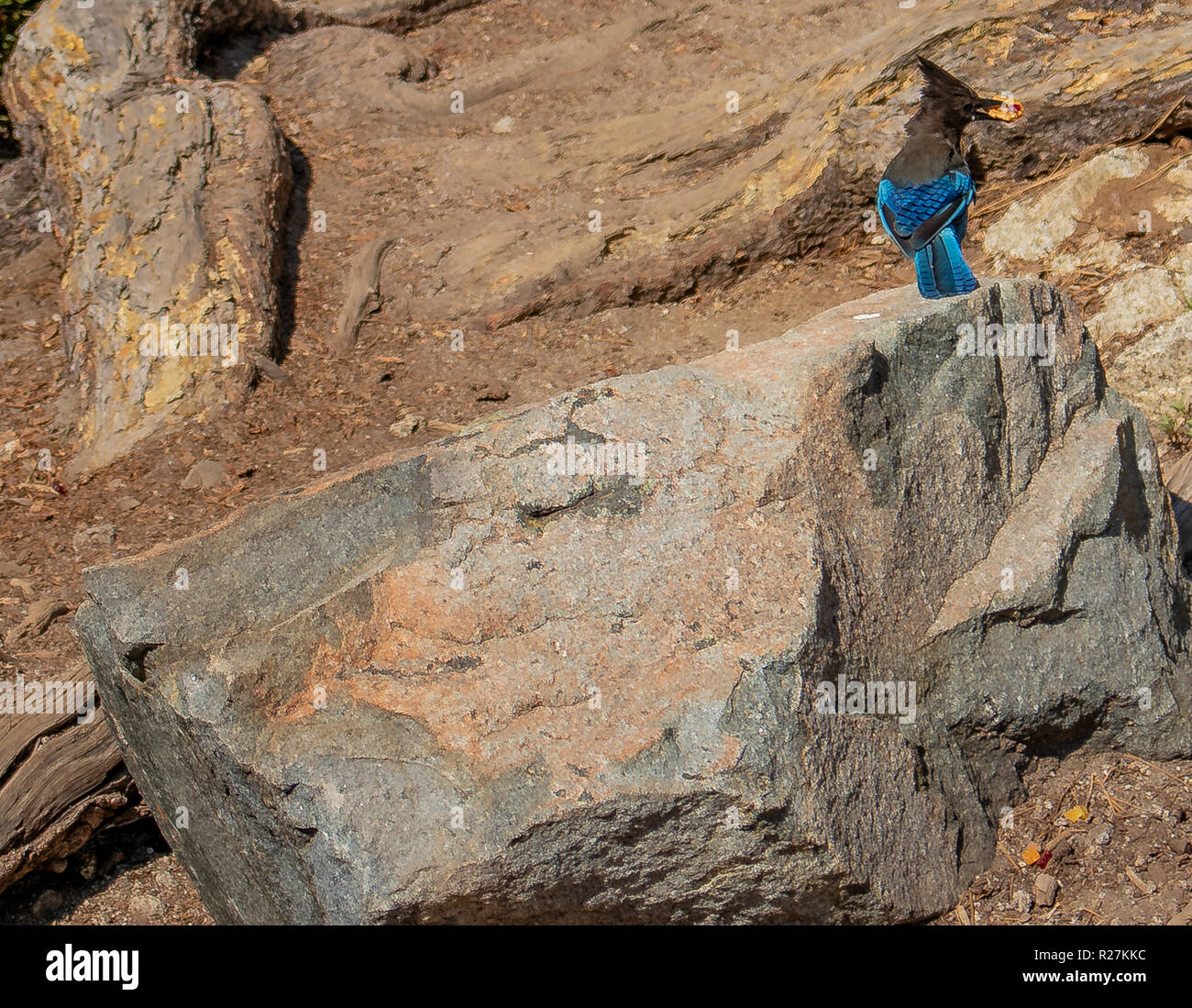 This is a back side view of a blue bird, on a rock, with a piece of ...
