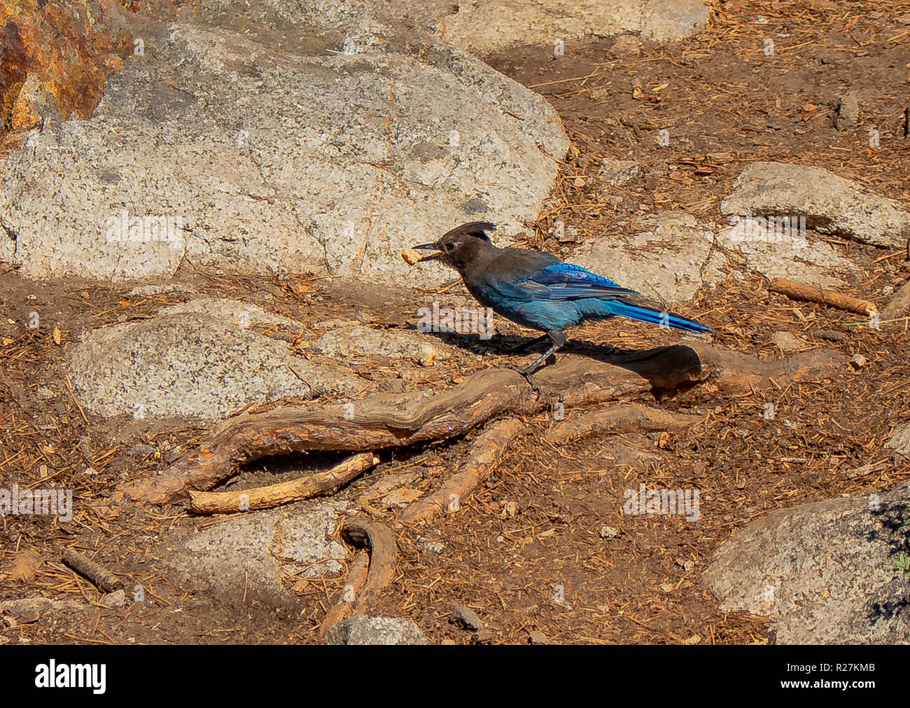 This is a side view picture of a blue bird with a piece of bread in its ...