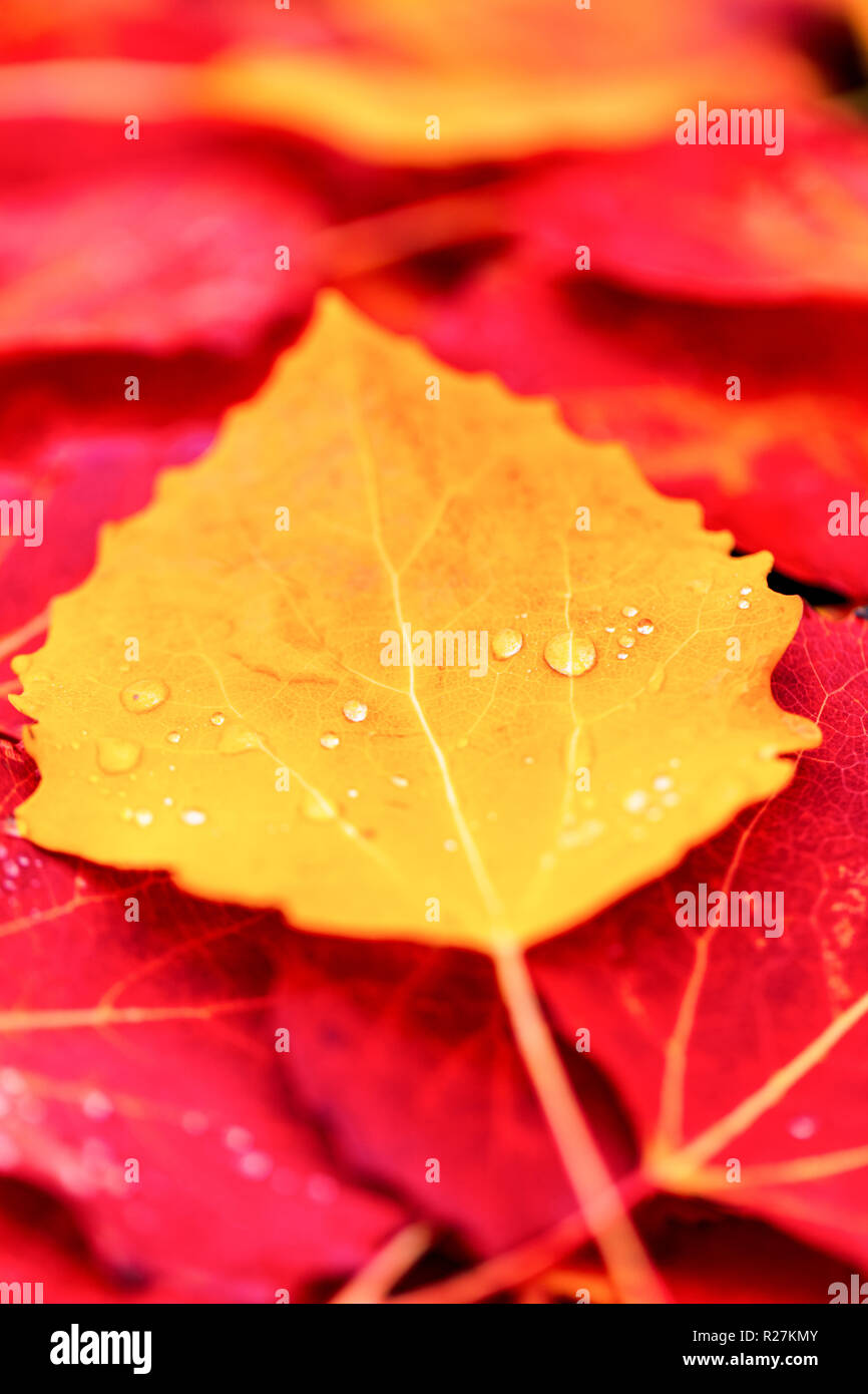 Large yellow leaf with water droplets Stock Photo - Alamy