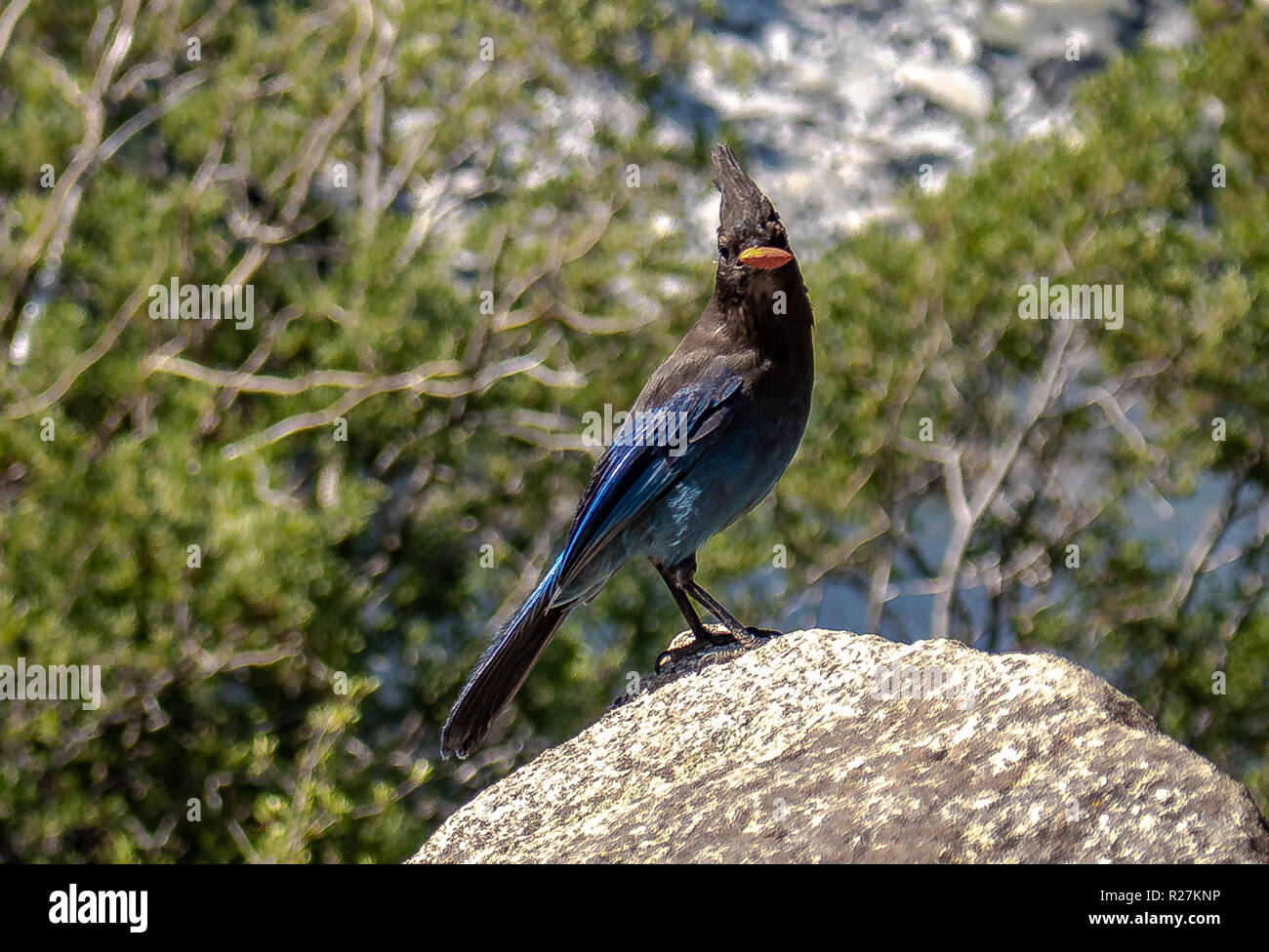 This is a picture of a blue bird eating an almond while looking at the ...