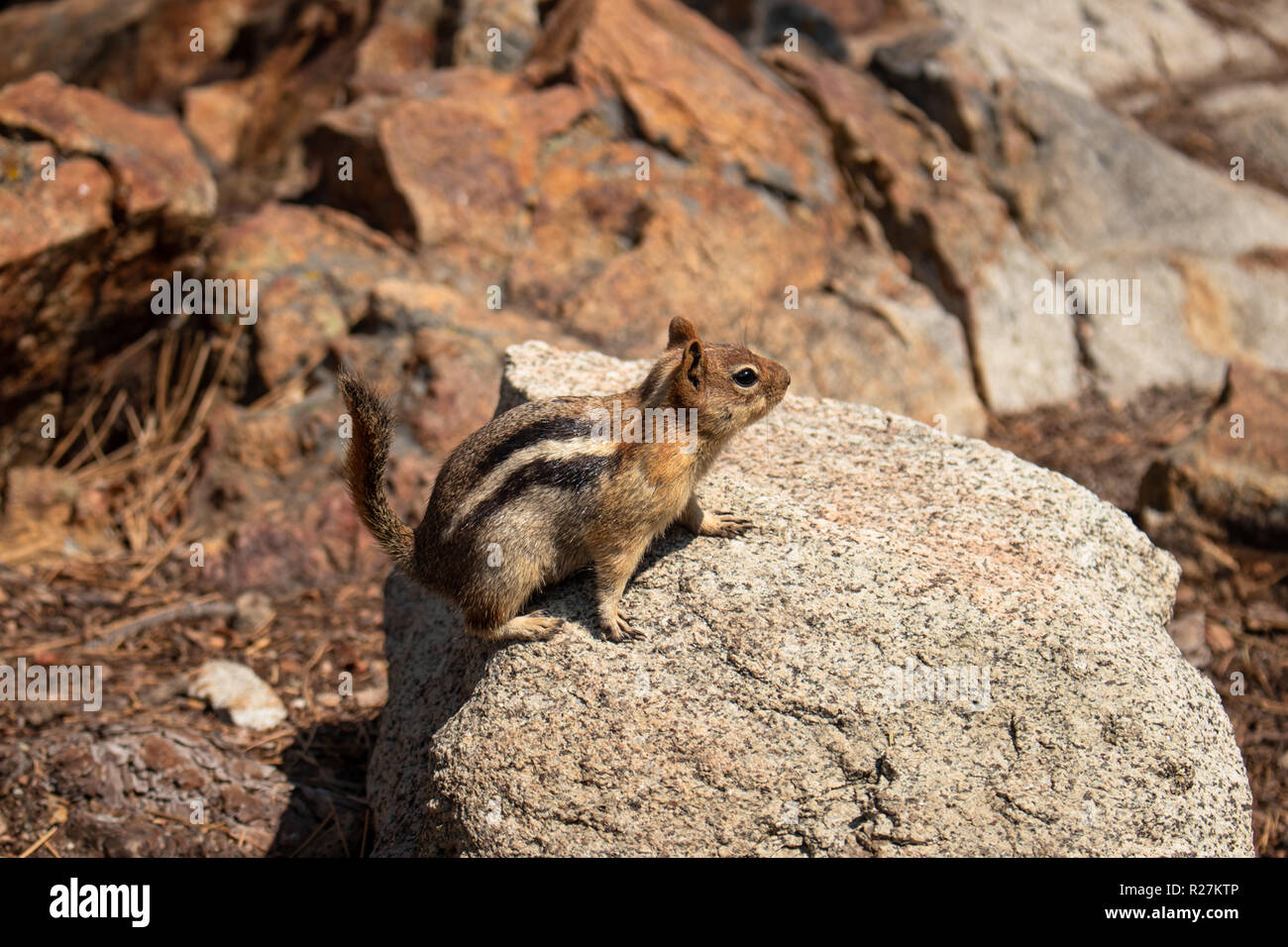 This is a picture of a chipmunk, on all fours, crouching on a rock ...