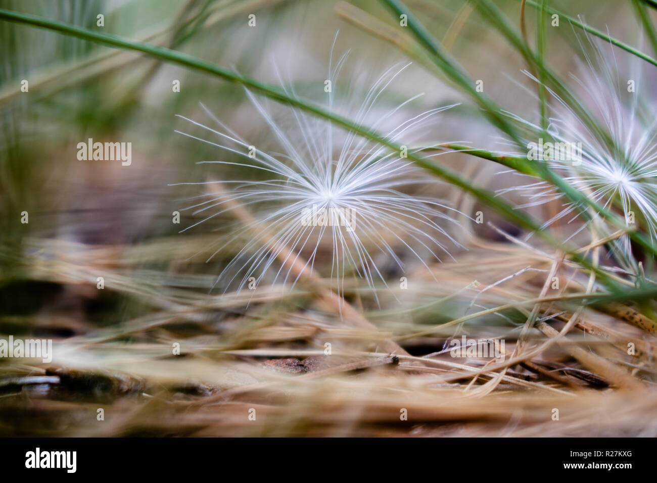 This is a picture of two wispy/fuzzy plants that were trapped in the ...