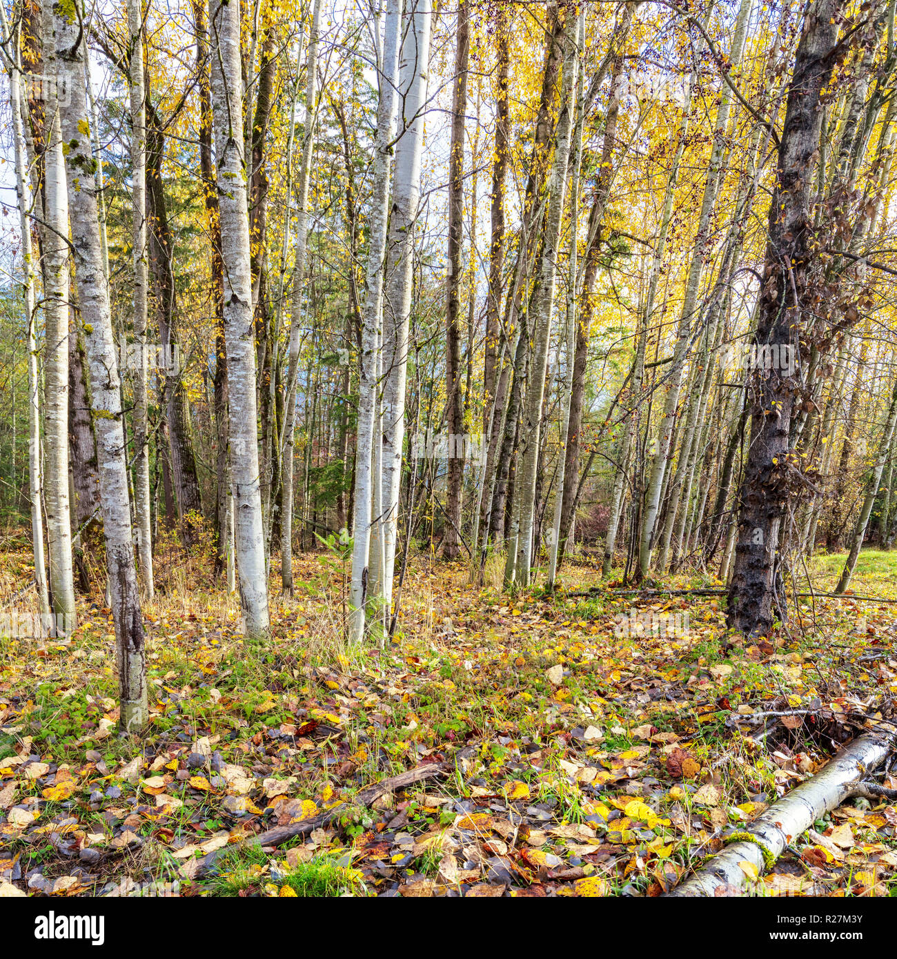 Aspen Trees in Fall Stock Photo - Alamy
