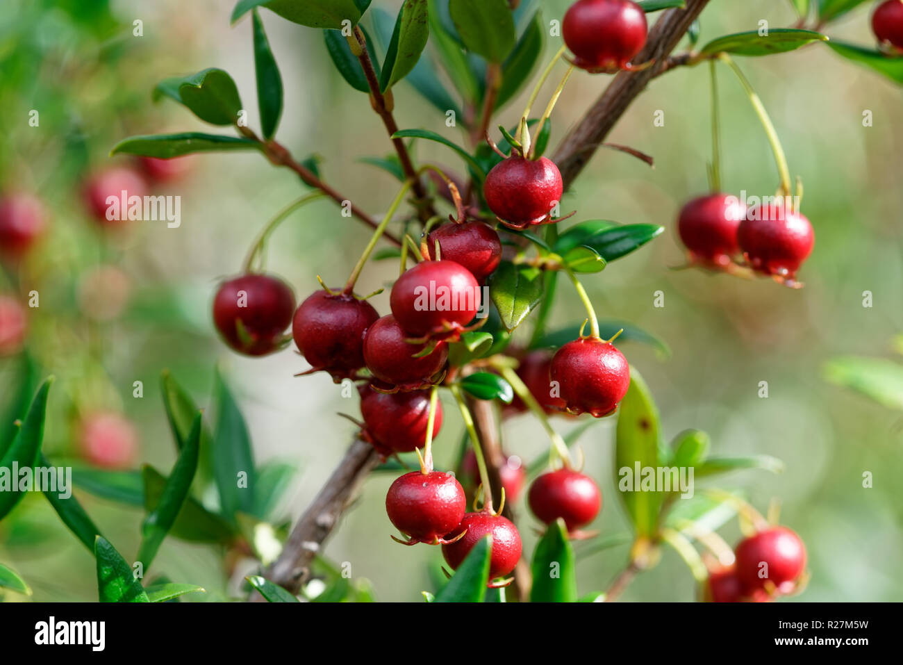 Sweet wild fruit that grows in southern Chile known as Murta, its ...