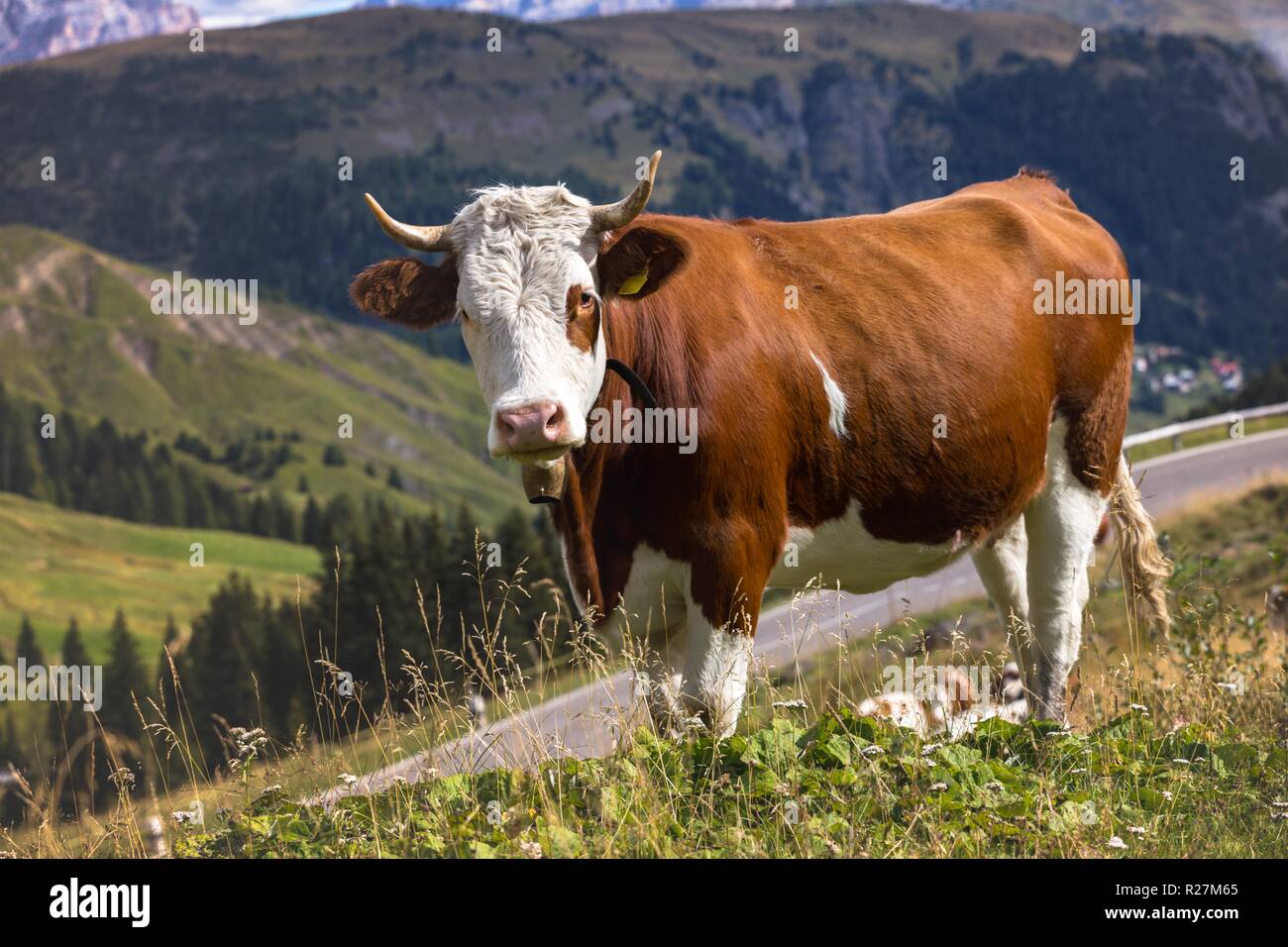 group of italian cows on a pasture. mountains Dolomites, Italy Stock ...