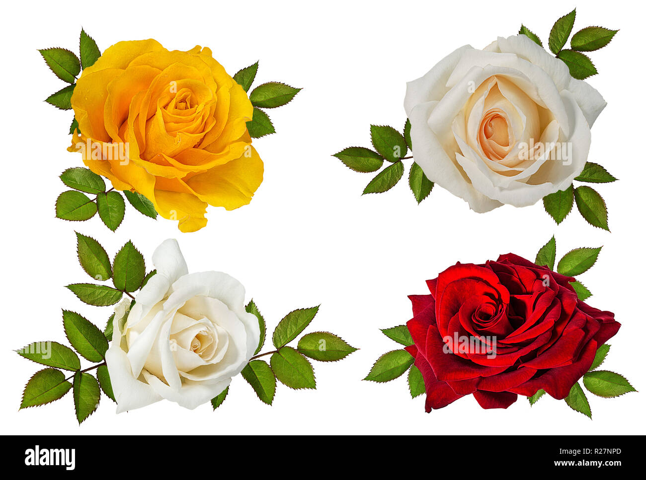 rose isolated on white background Stock Photo - Alamy