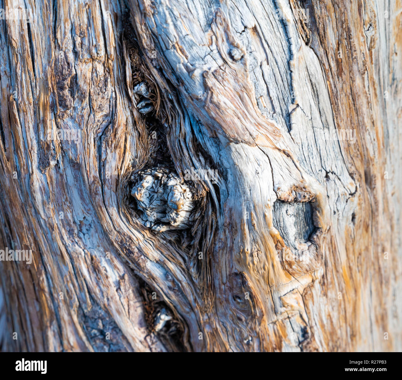 Wood texture. A closeup of a wooden tree trunk Stock Photo - Alamy