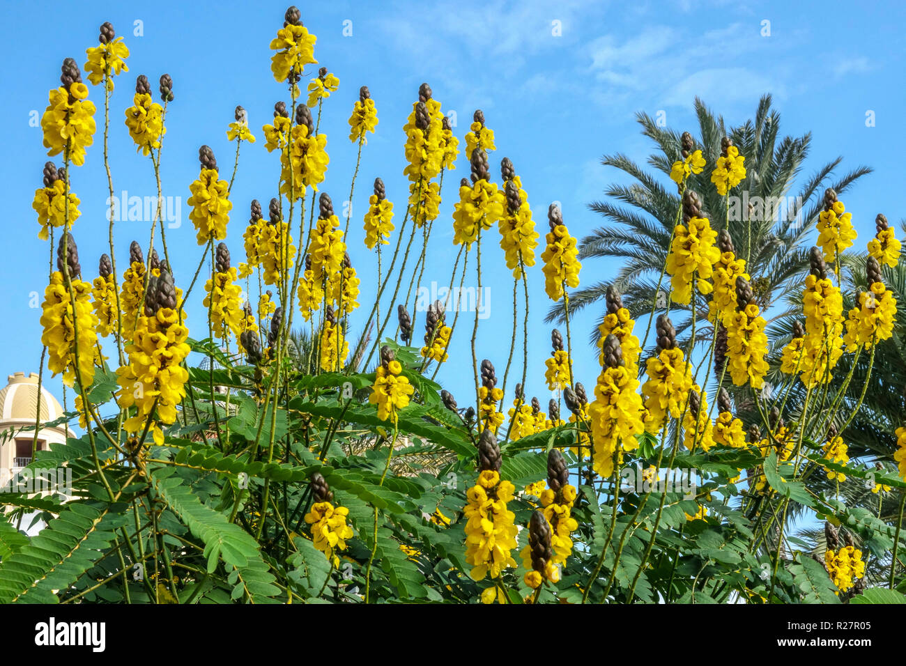 Popcorn Cassia didymobotrya, Senna didymobotrya flowers Candelabra Tree ...