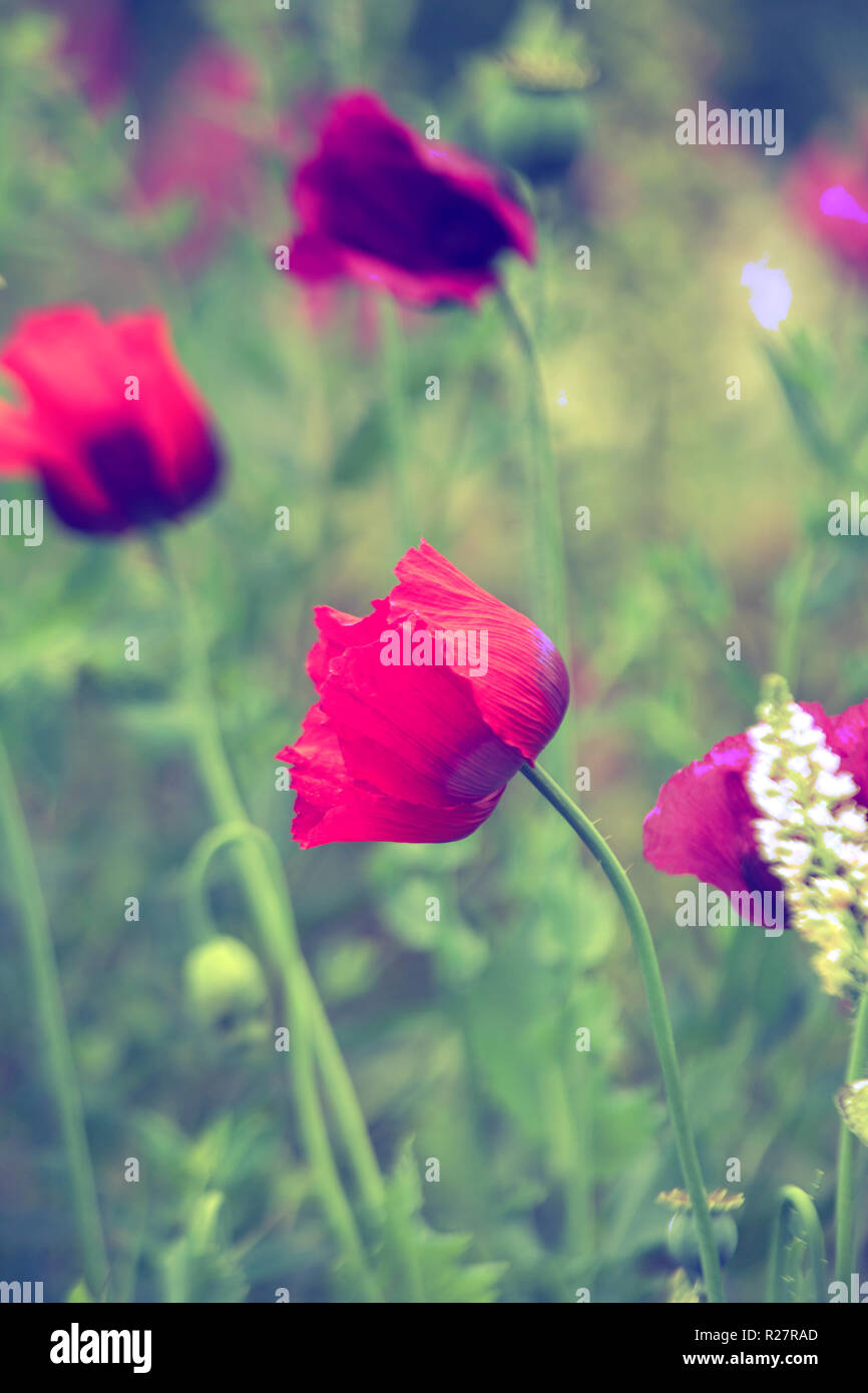 Red and pink poppy flowers in a flower field hi-res stock photography ...