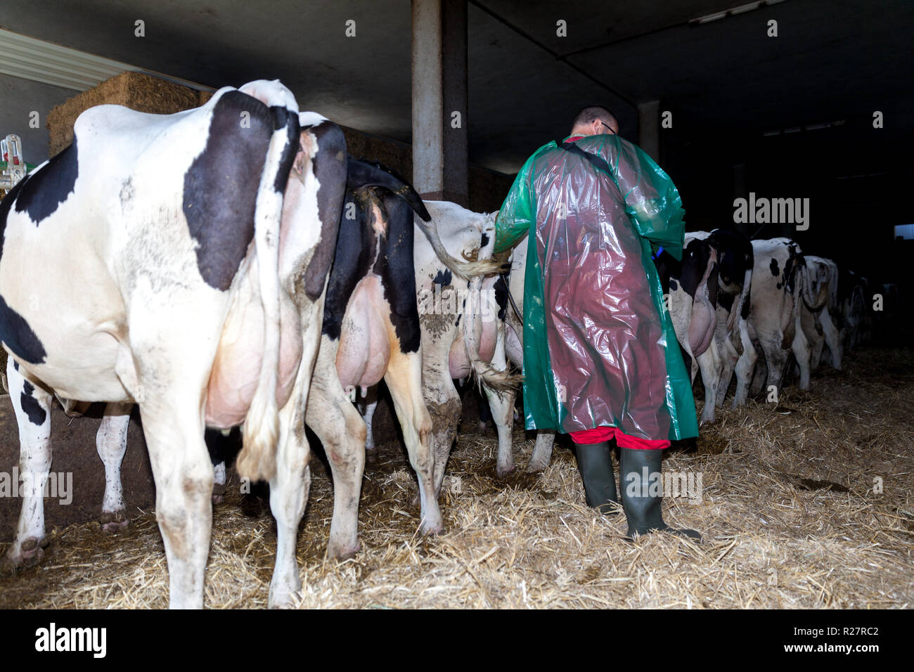 Male Veterinarian Performing A Transrectal Real Time Ultrasound Scanning Of The Cow Reproductive