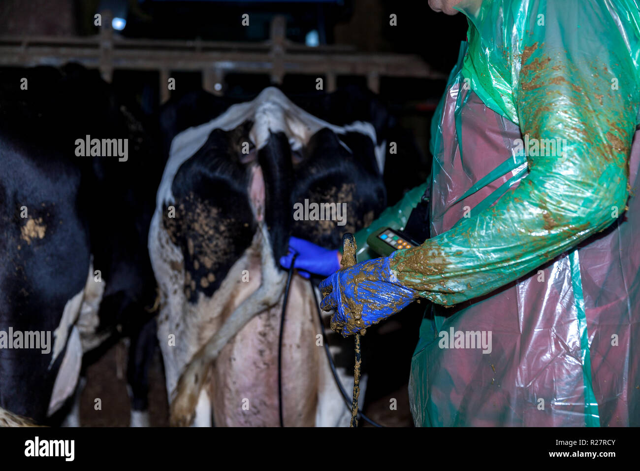 Male veterinarian performing a transrectal real-time ultrasound ...