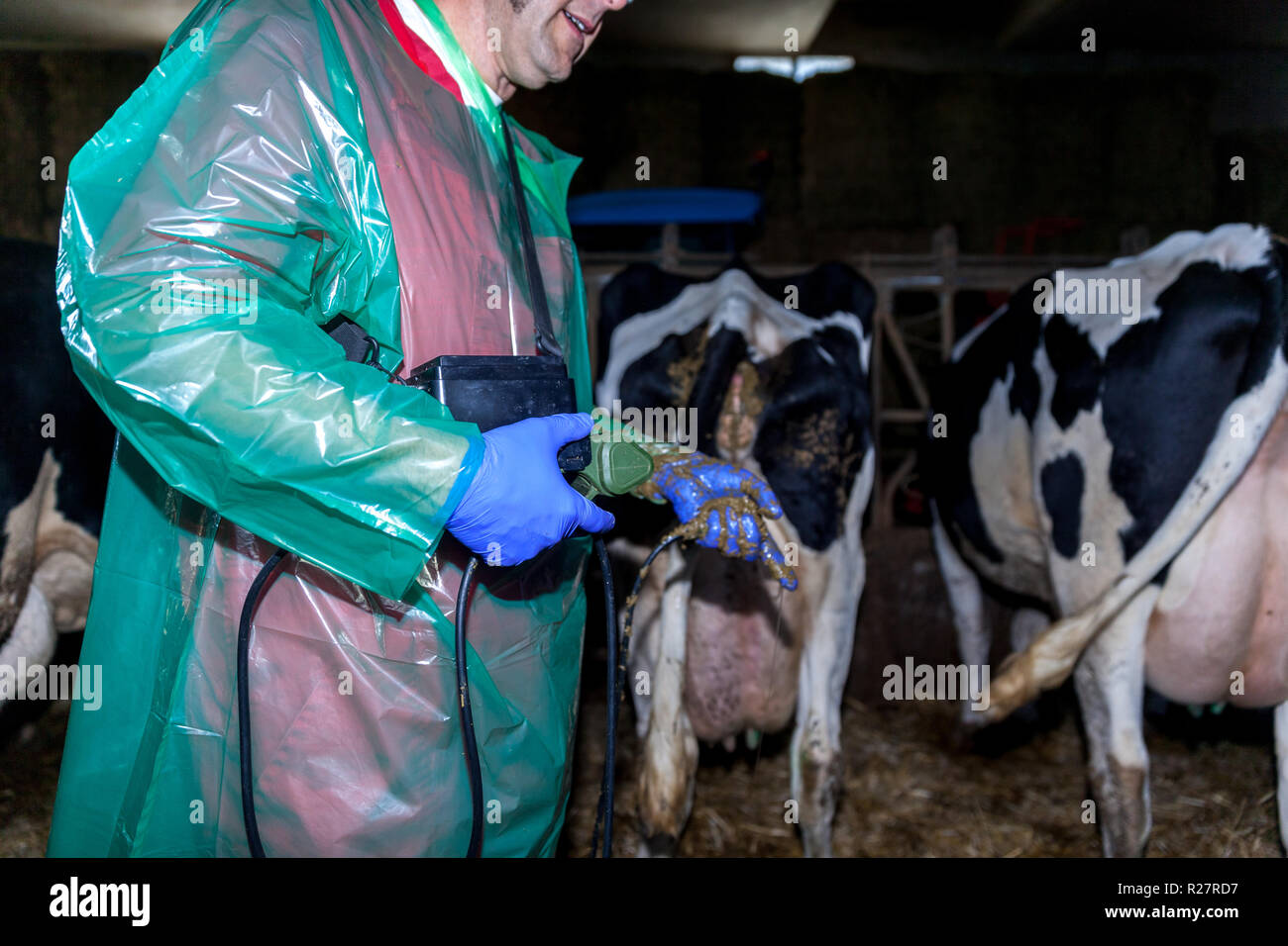 Male veterinarian performing a transrectal real-time ultrasound ...