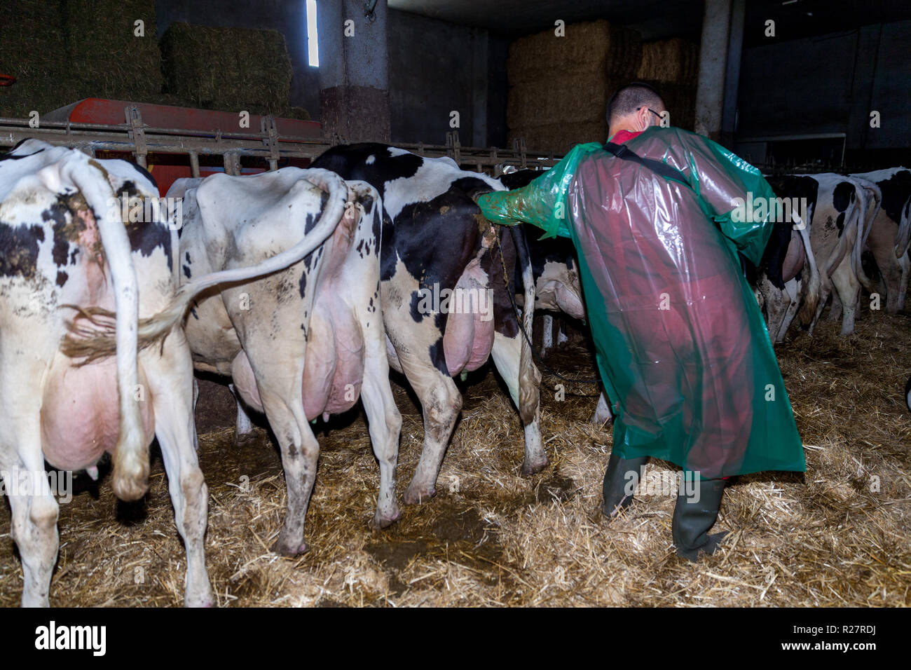 Veterinary examination cow hi-res stock photography and images - Alamy