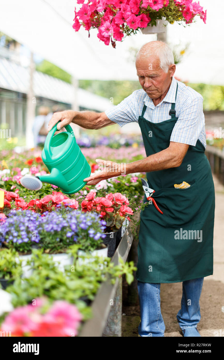 Successful skilled senior florist taking care of flowers in greenhouse ...