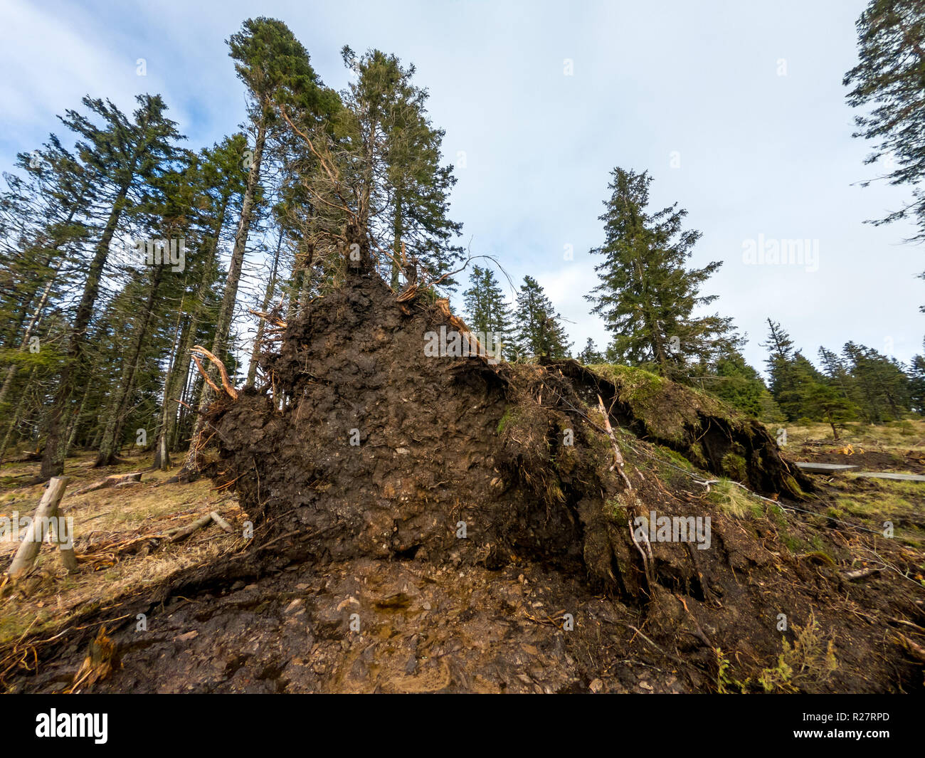 Underneath tree roots hi-res stock photography and images - Alamy