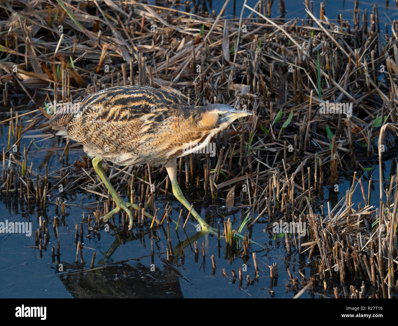 Rare bittern botaurus stellaris hunting hi-res stock photography and ...