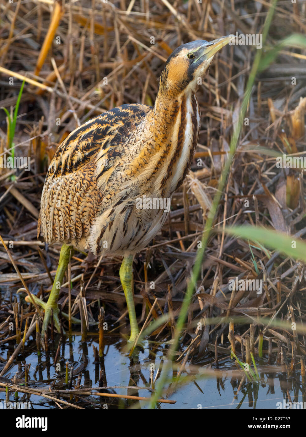 Bittern Botaurus stellaris feeding Minsmere RSPB reserve Suffolk ...