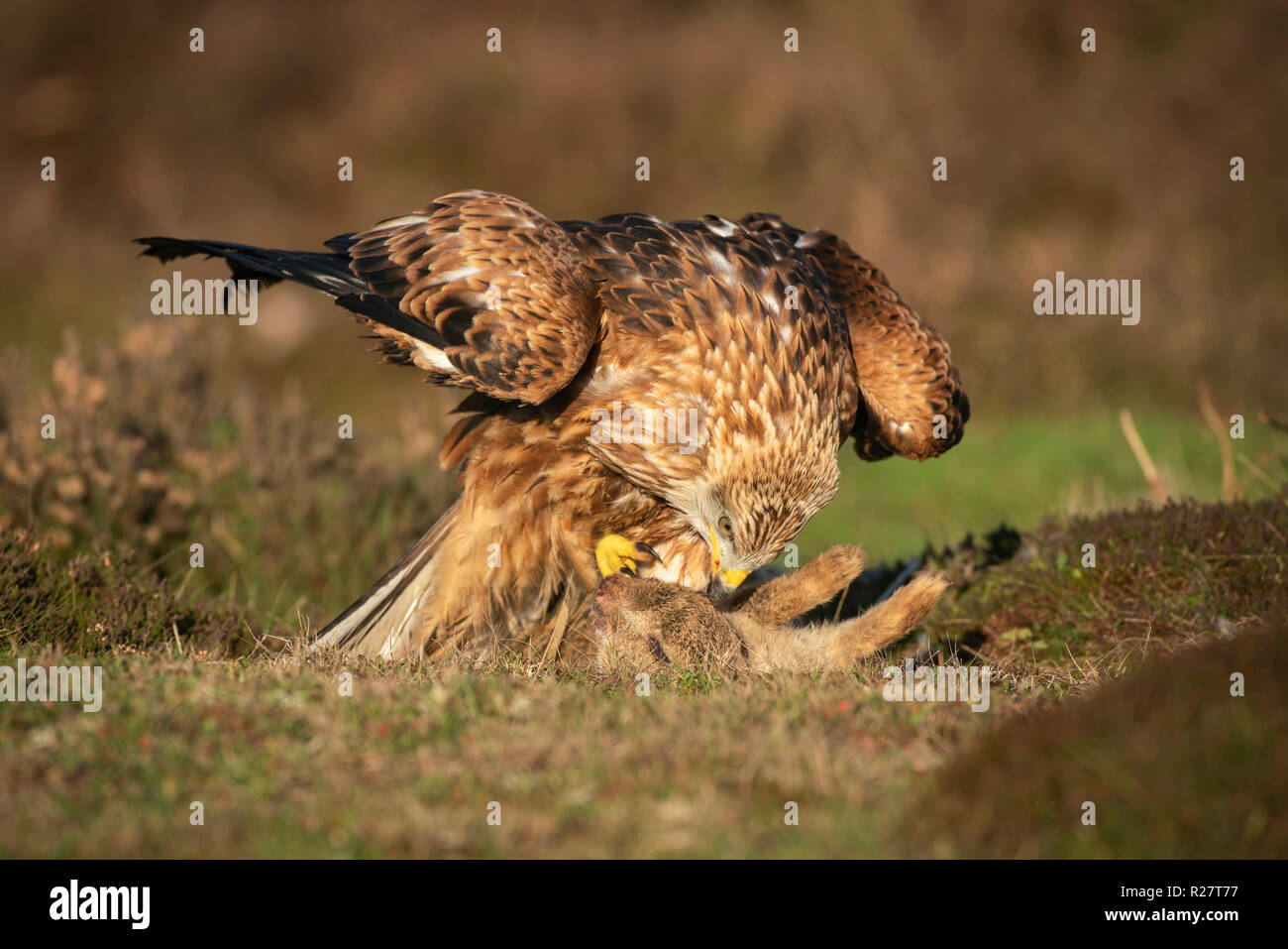 Juvenile red kite hi-res stock photography and images - Alamy