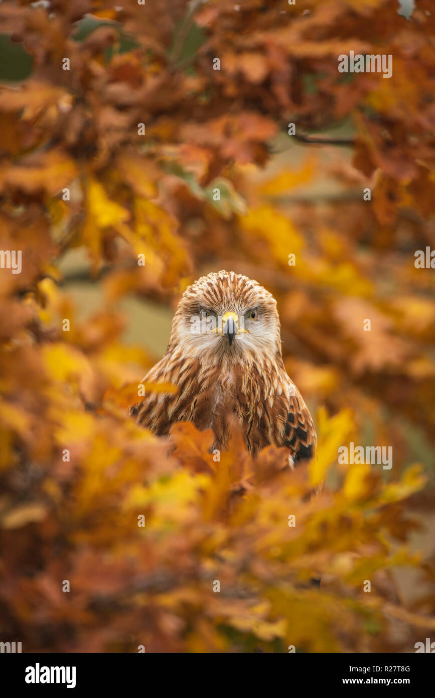 Red kite, Milvus milvus, perched in autumnal oak tree amid yellow and ...