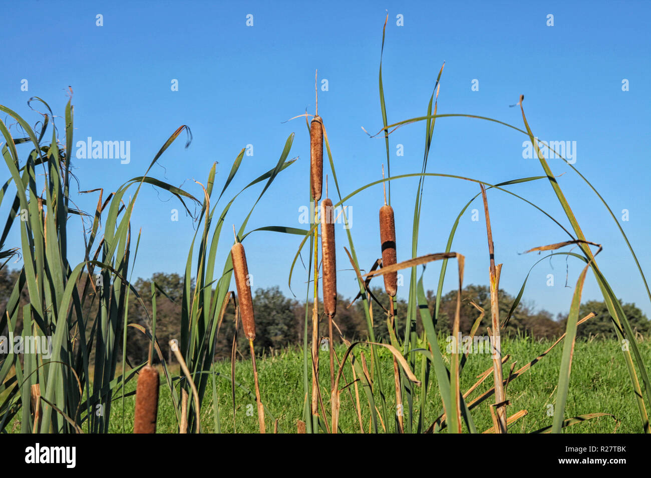 Cattails low angle hi-res stock photography and images - Alamy