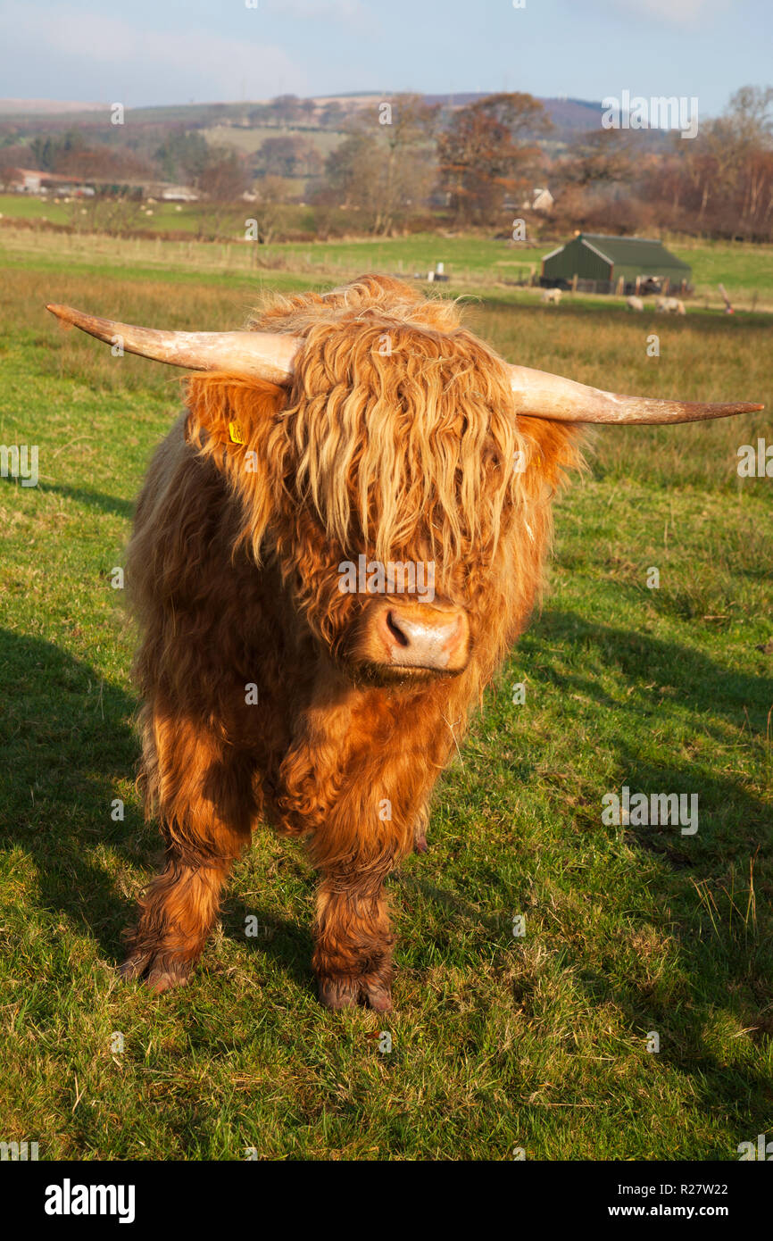 Highland cattle herd book hi-res stock photography and images - Alamy