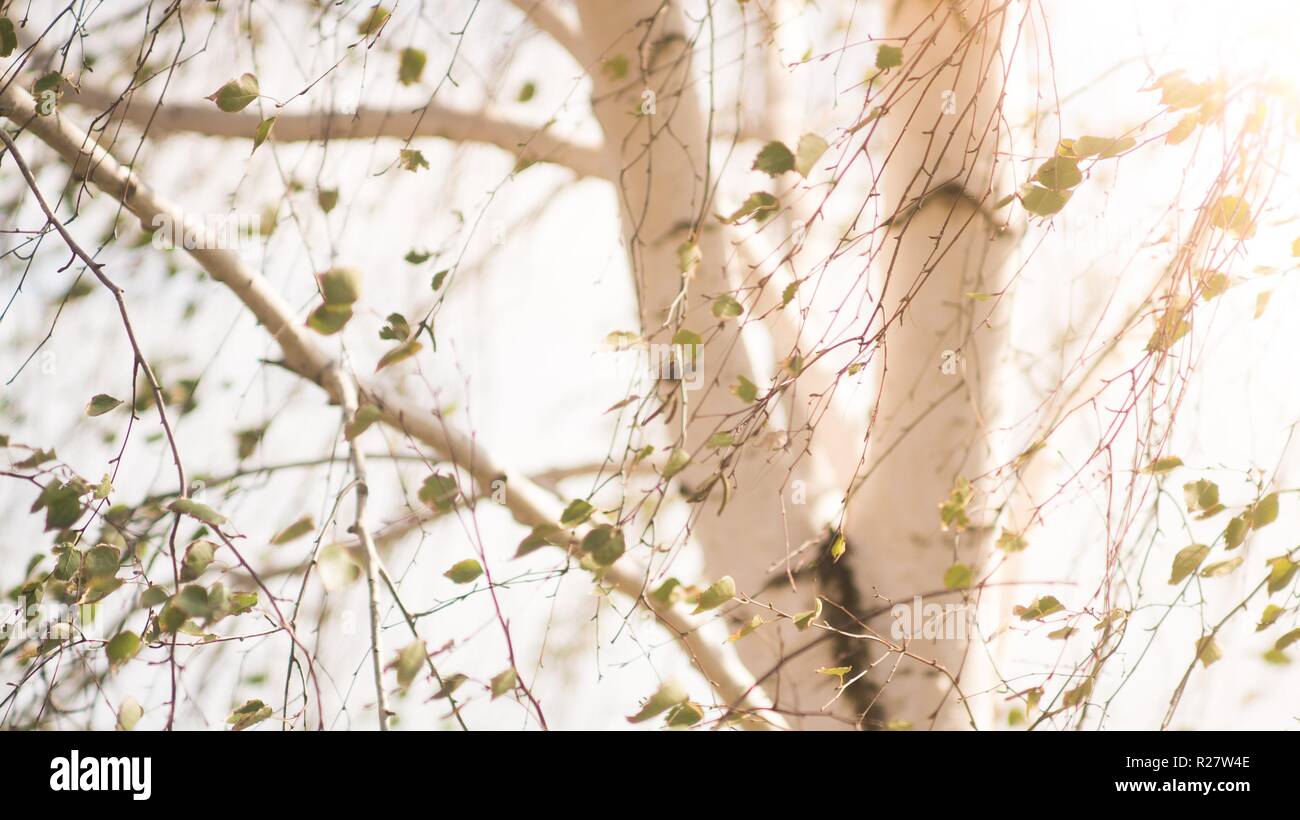 Birch leaves and branches in early spring on a white background with ...