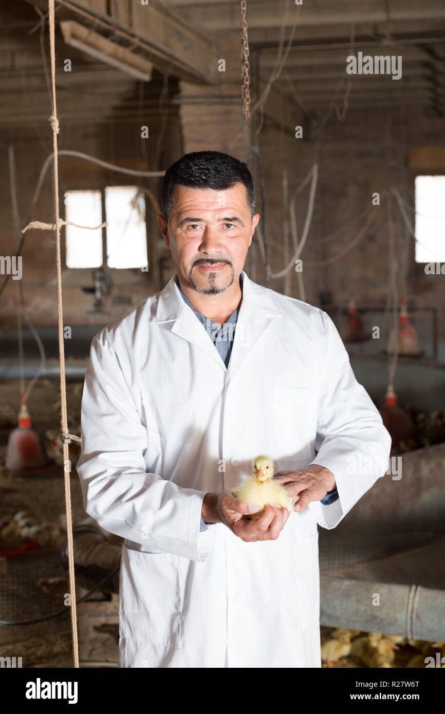 Portrait of man veterinarian with duckling on poultry farm Stock Photo ...