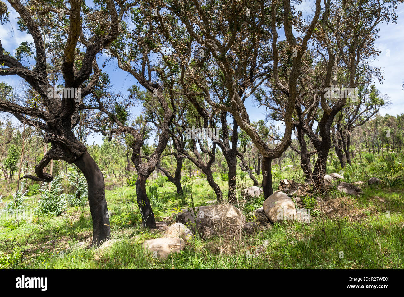 Cork tree in Monchique mountains in the Algarve in Portugal Stock Photo ...