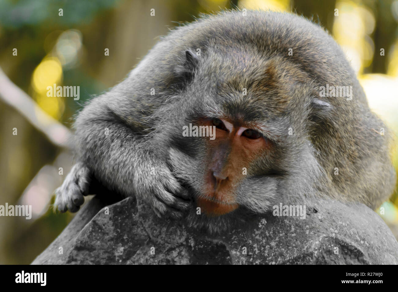 Monkey lying on the statue in monkey forest in Bali, Indonesia Stock ...